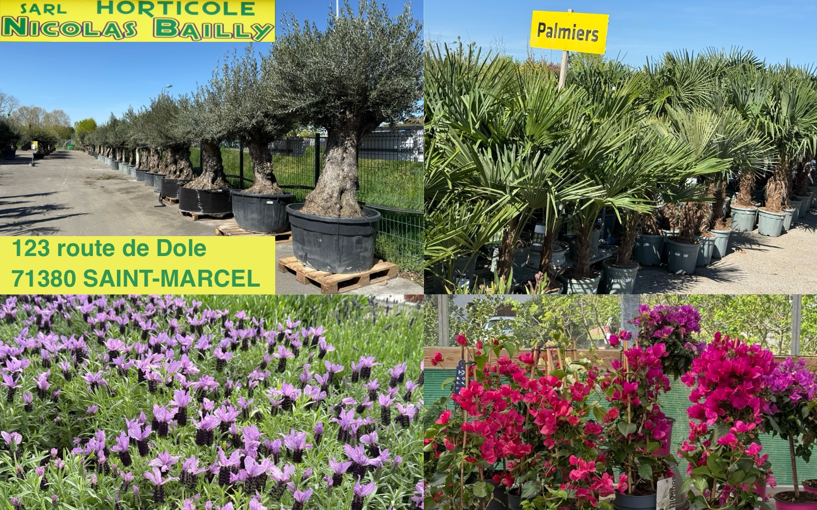 Plantez ! Plantez à tout va ! Rendez-vous chez Nicolas Bailly ...