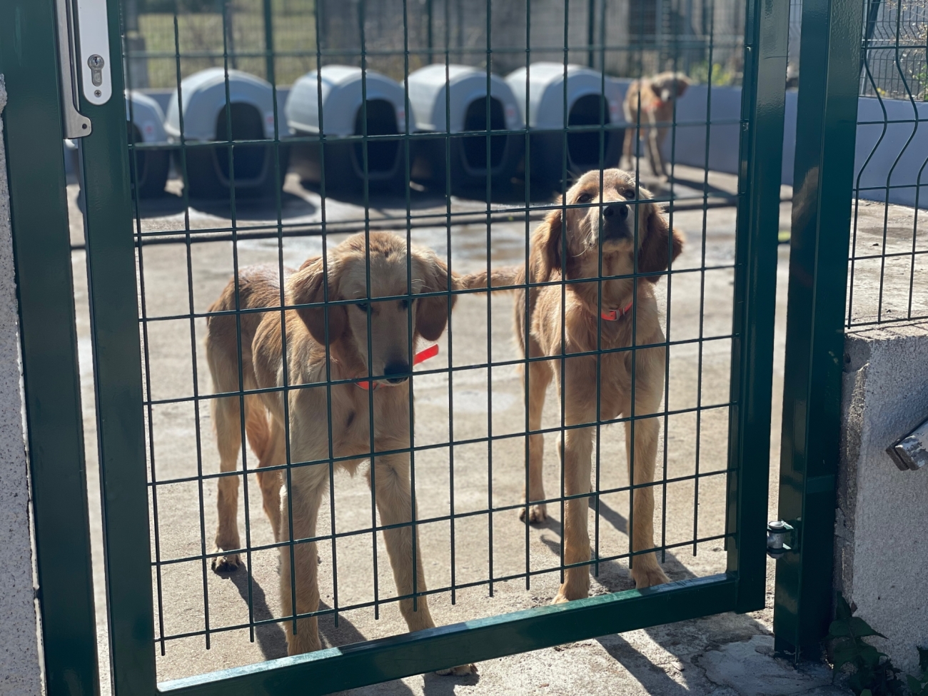 Spa Beaune Chien A Adopternull