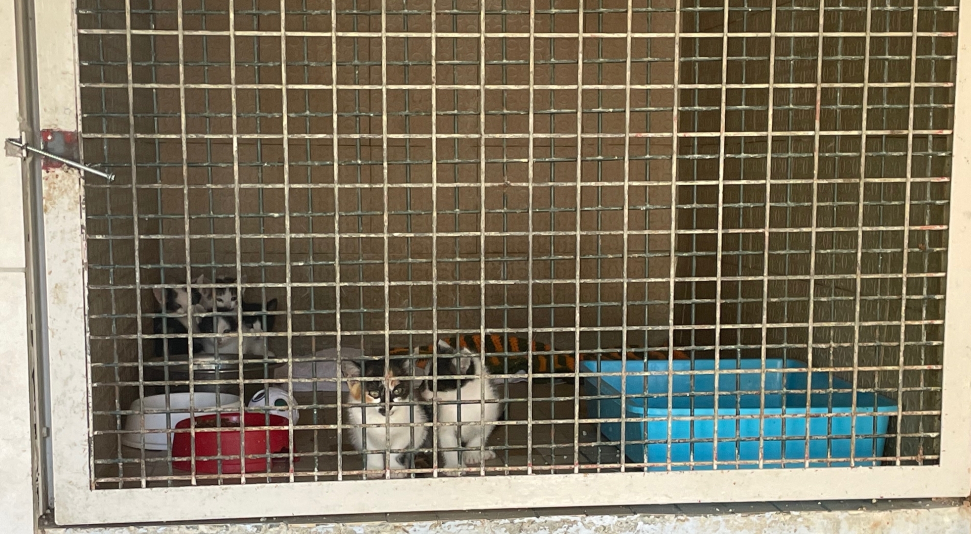 Avec 1 000 animaux recueillis, la SPA refuge de la région de Chagny ...