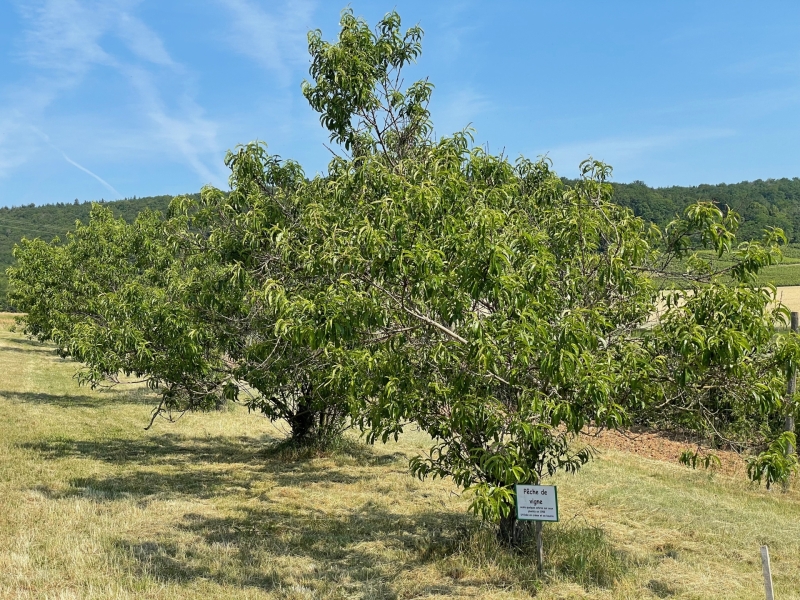 20 t de fruits transformées à l’ancienne chaque année à la Ferme ...