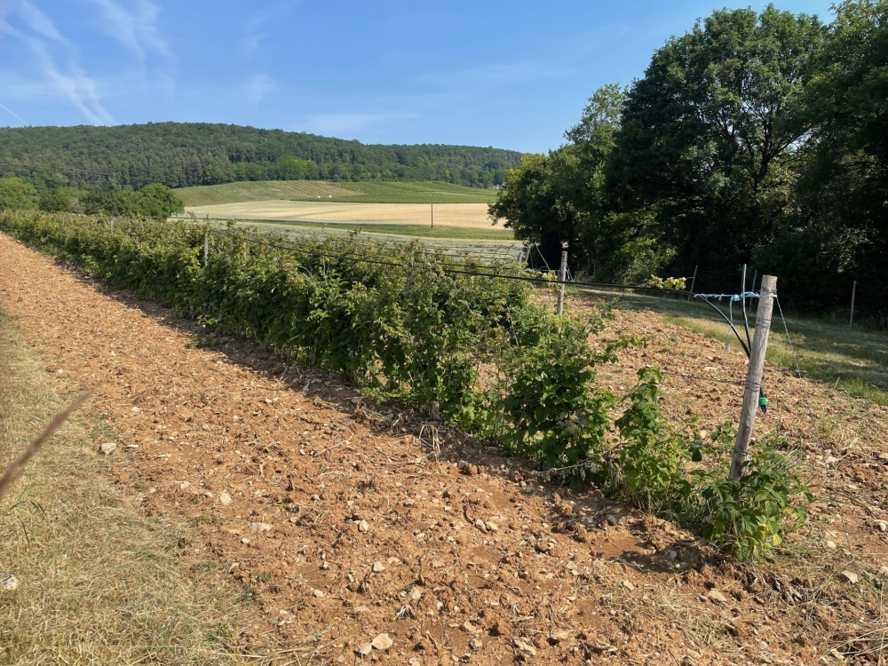 20 t de fruits transformées à l’ancienne chaque année à la Ferme ...